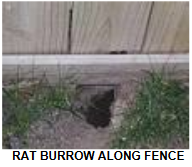 rat burrow | Lake County General Health Department